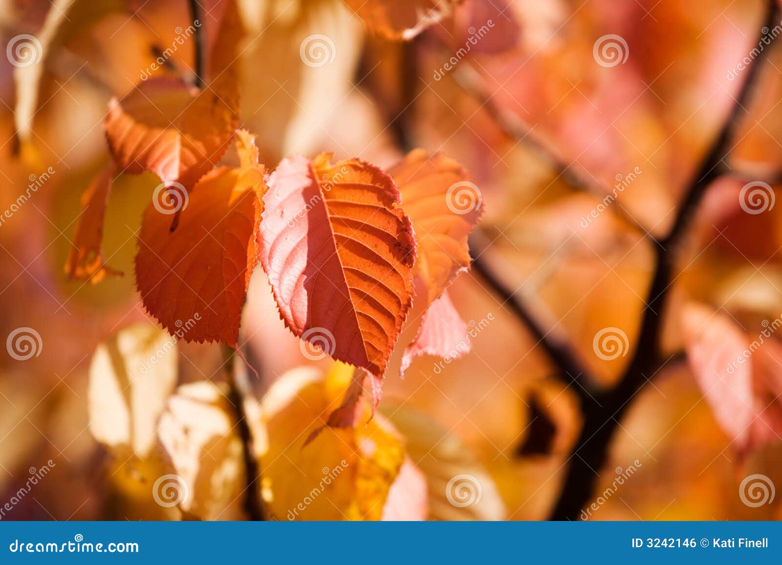 Colourful autumn stock photo. Image of colorful, branch - 3242146