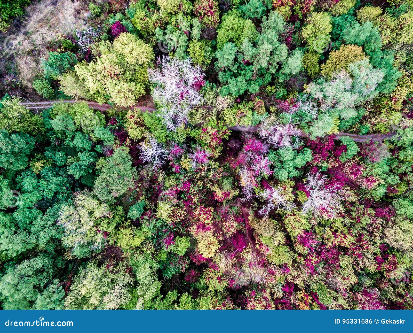 Colourful autumn forest stock photo. Image of color, autumn - 95331686