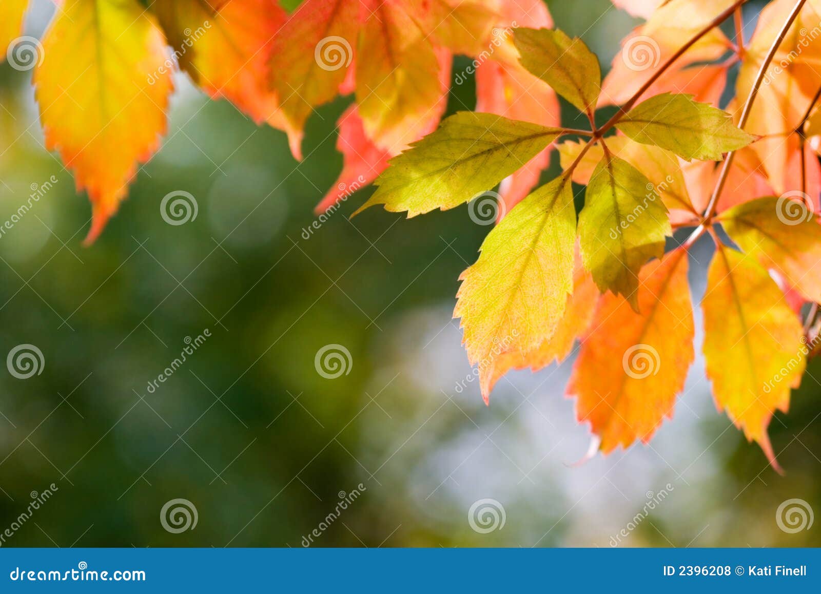Colourful autumn leaves stock photo. Image of leaves, autumn - 2396208