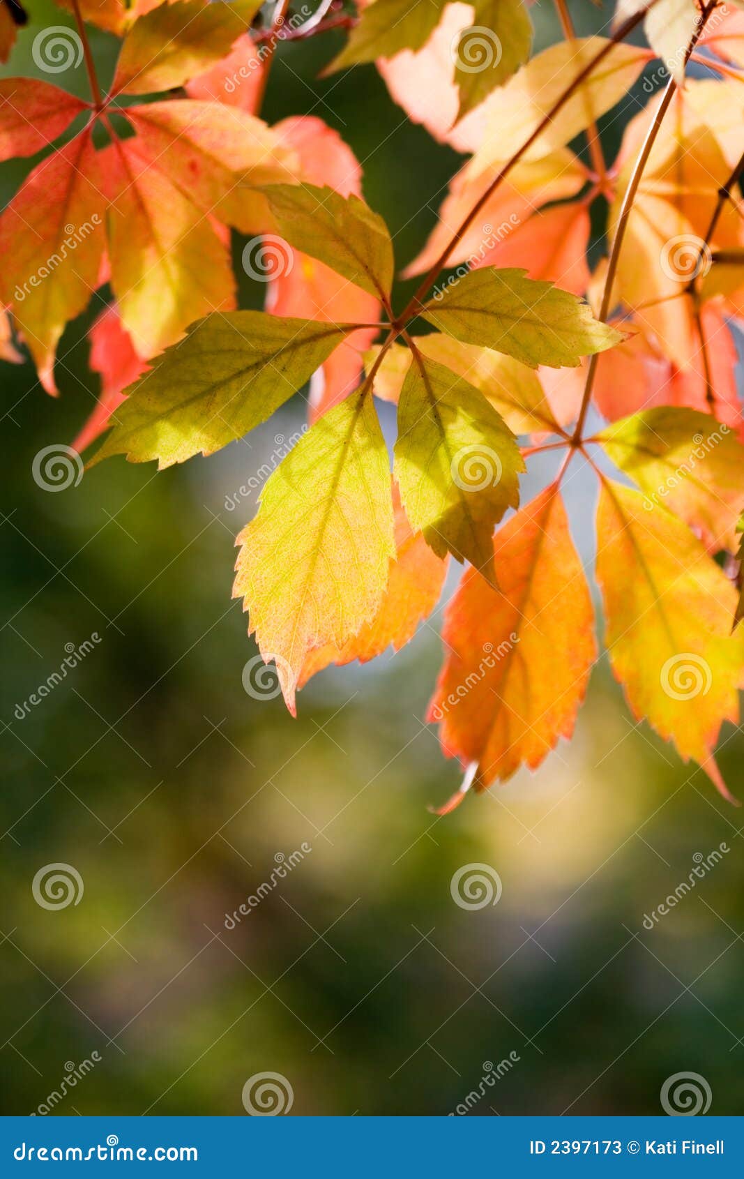 Colourful autumn leaves stock image. Image of green, leaf - 2397173