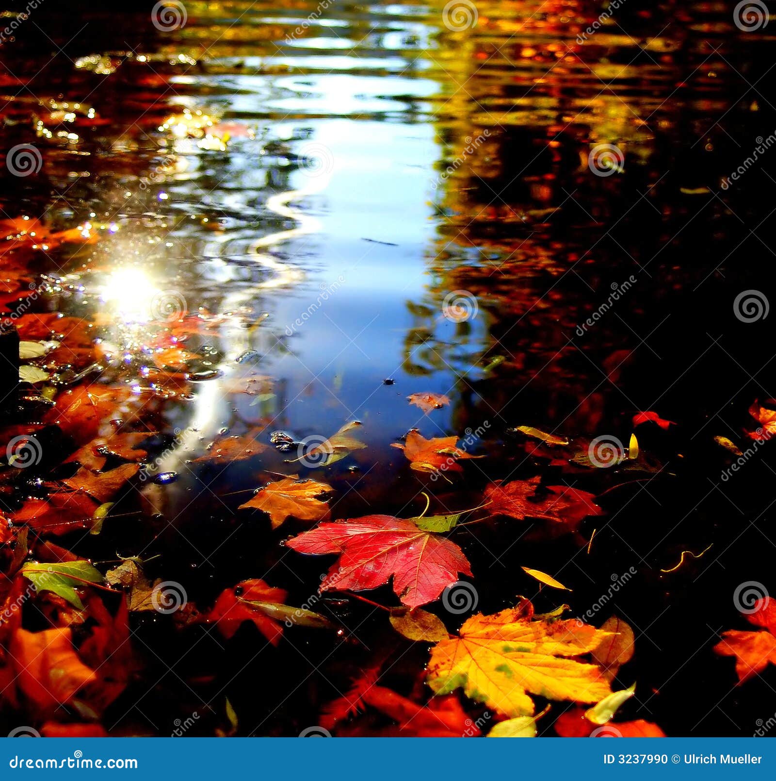 Colourful autumn leaves stock photo. Image of reflections - 3237990