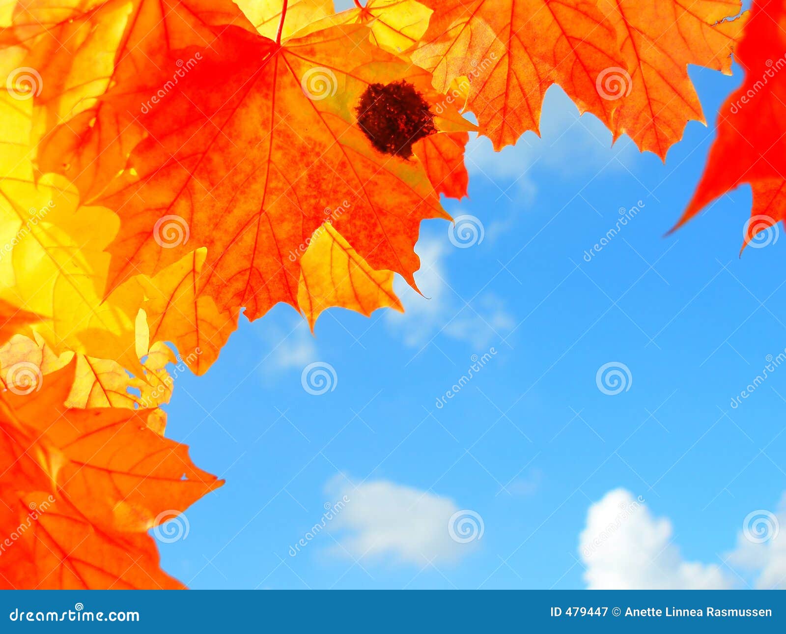Colourful autumn leaves stock image. Image of floral, colourful - 479447
