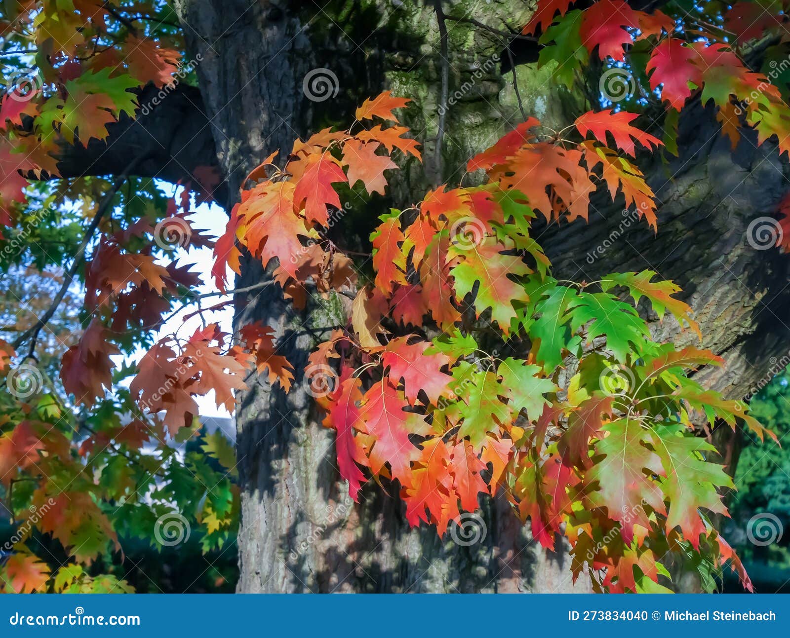 Colourful Autumn Leaves in Front of an Old Tree Trunk Stock Photo ...