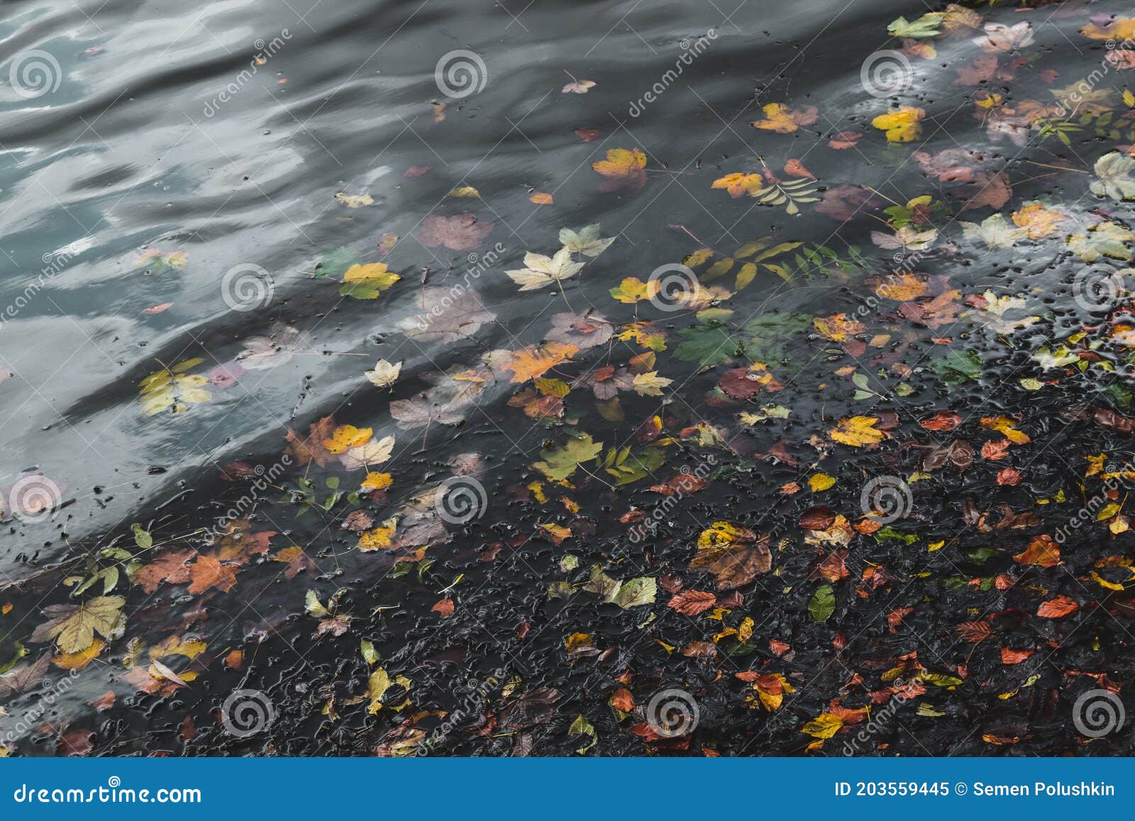 Colourful Autumn Leaves in Water Stock Image - Image of autumn, nature ...
