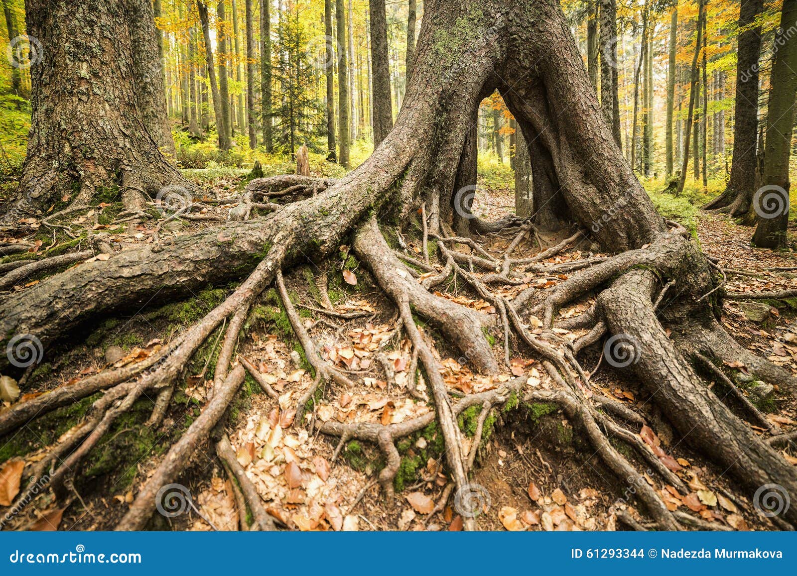 Colourful Autumn Park in Front of a Large Tree Roots Stock Photo ...
