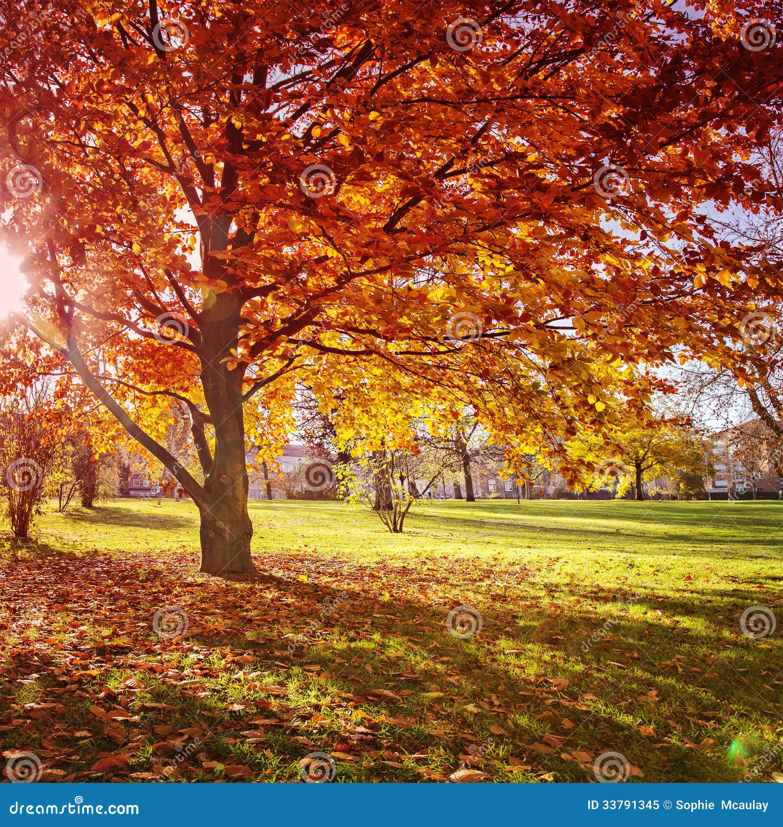 Colourful autumn park stock image. Image of gold, background - 33791345