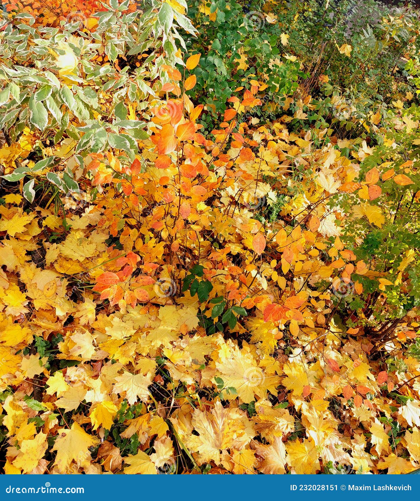 Colourful Autumn Shrubs Yellow Green Stock Image - Image of yellow ...