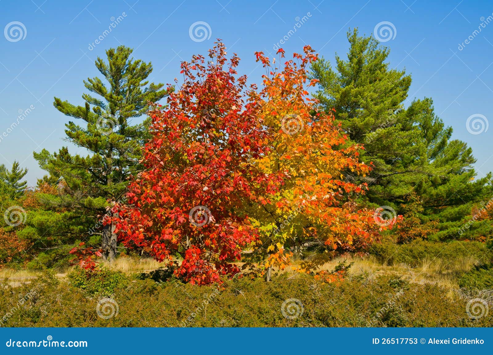 Colourful Autumn Trees stock image. Image of canada, peaceful - 26517753
