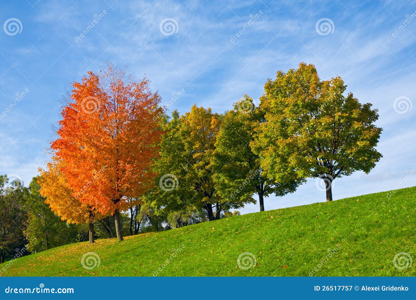 Colourful Autumn Trees stock image. Image of foliage - 26517757