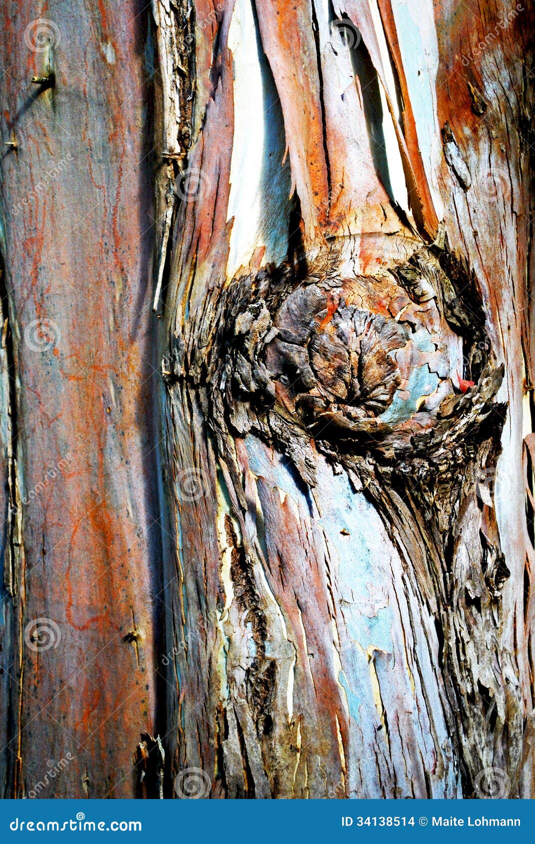 Colourful bark stock photo. Image of bark, forest, colourful - 34138514