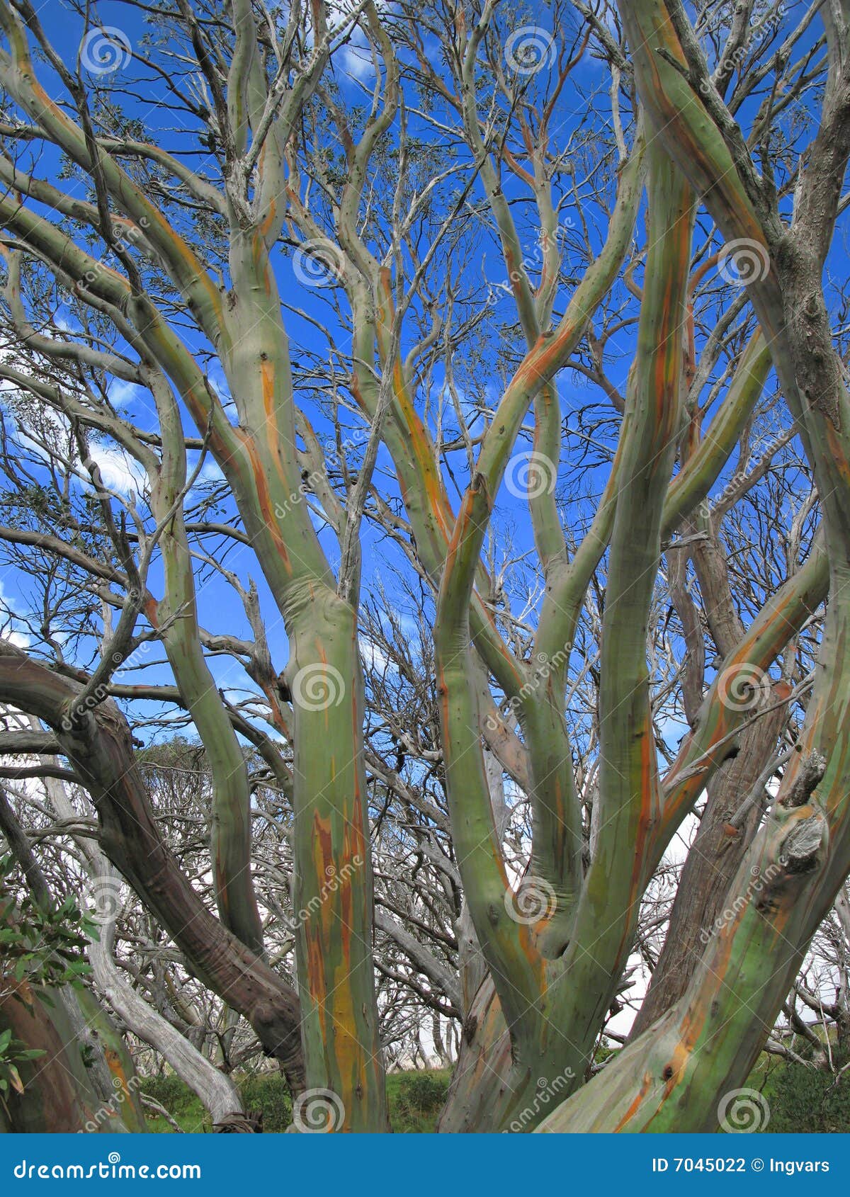 Colourful Bark of Snow Gum Tree Stock Photo - Image of australia ...