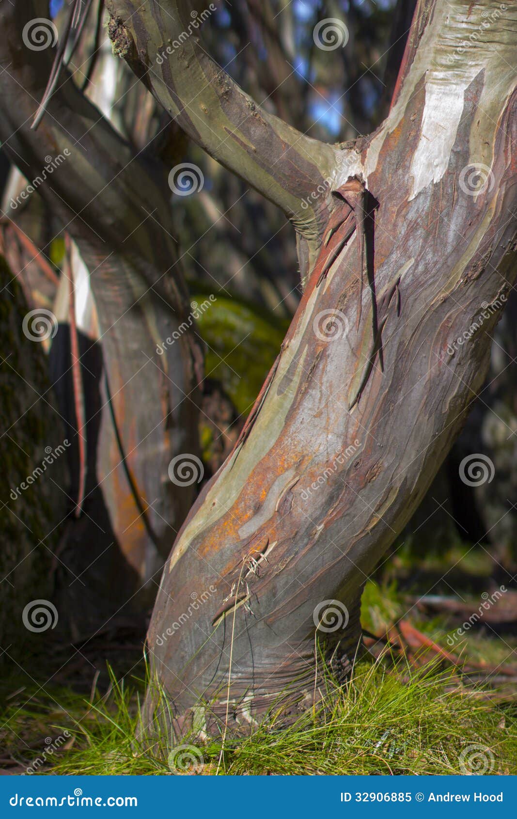 Colourful bark of snowgum stock image. Image of bent - 32906885