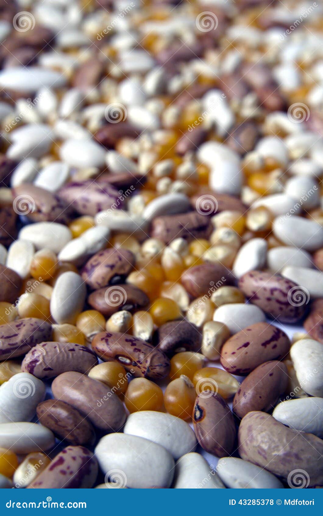 Colourful Beans stock photo. Image of colorful, azuki - 43285378