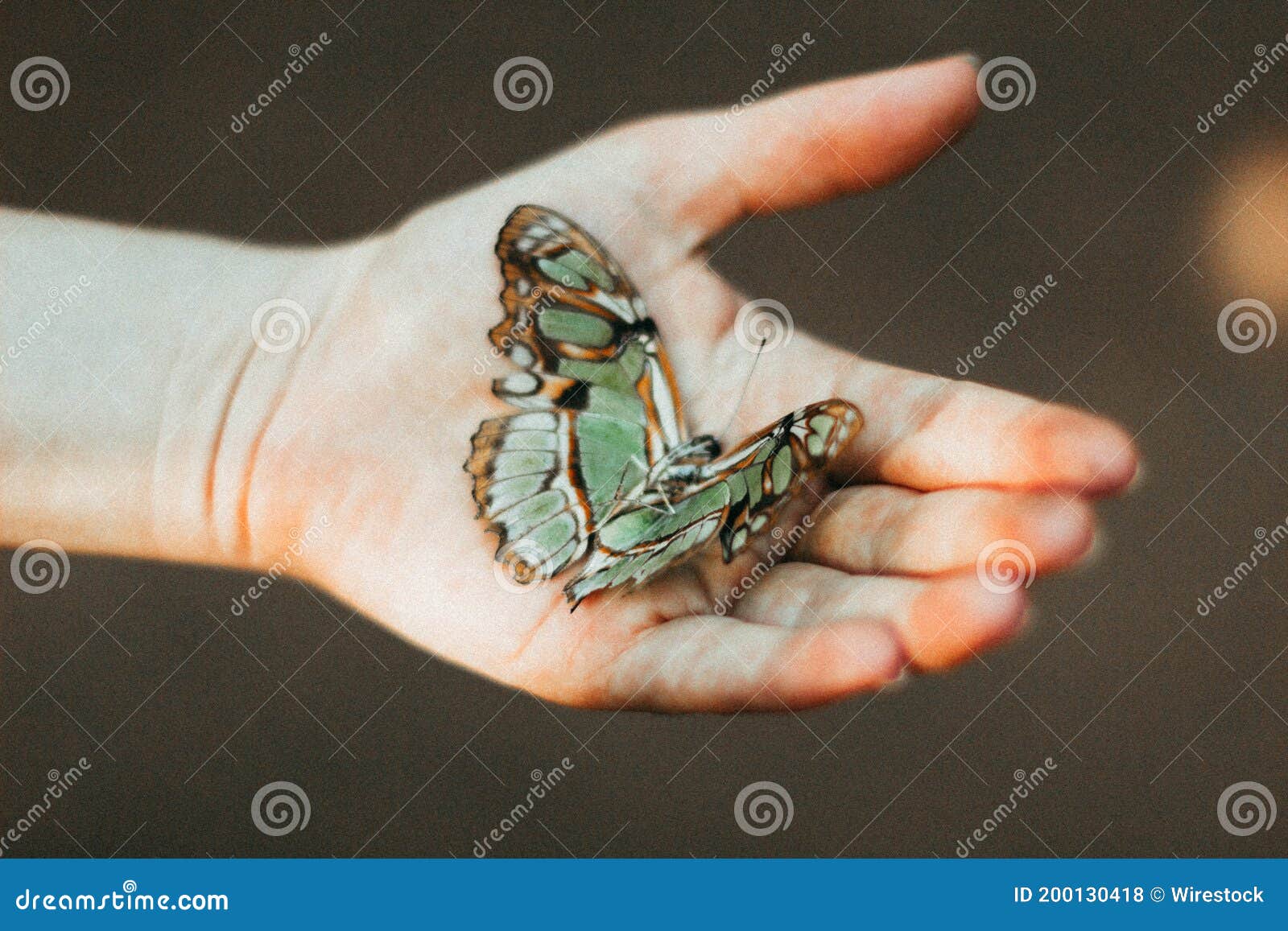 Colourful and Beautiful Butterfly on the Hand - Great for Wallpapers ...