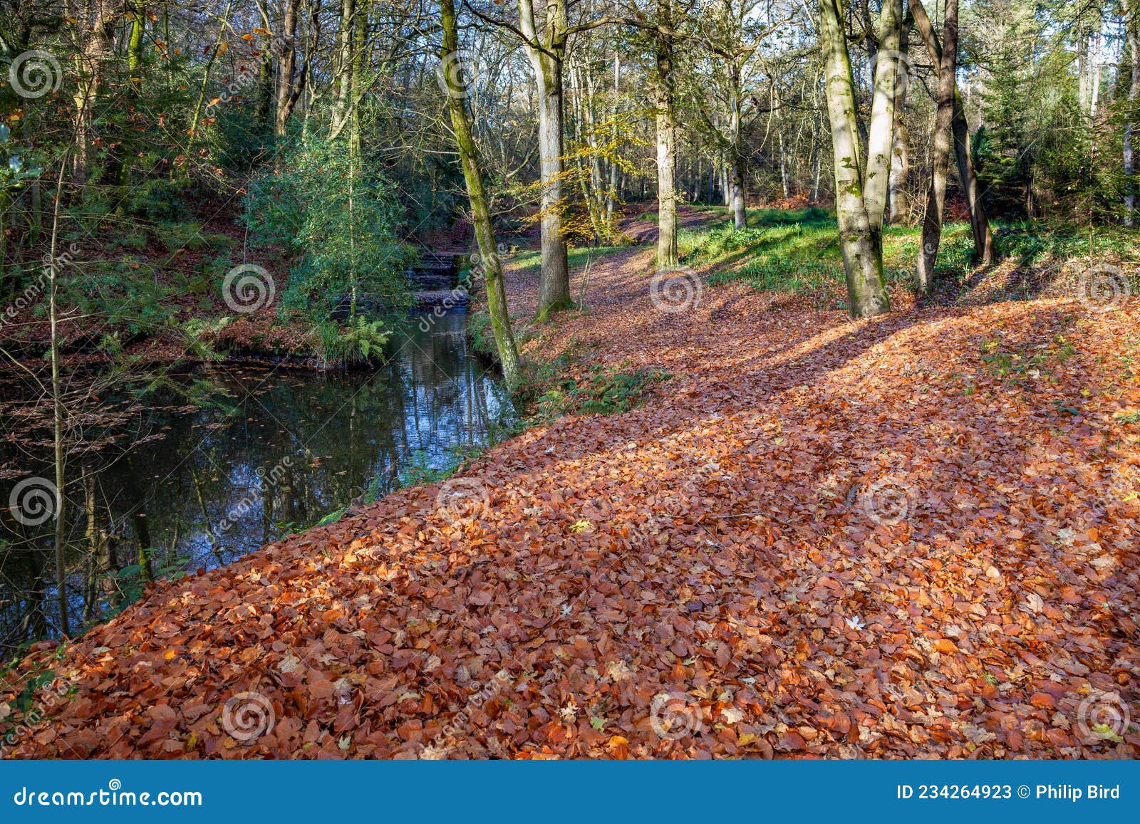Colourful Beech Tree Leaves Decorating the Canopy Floor in Autumn Stock ...