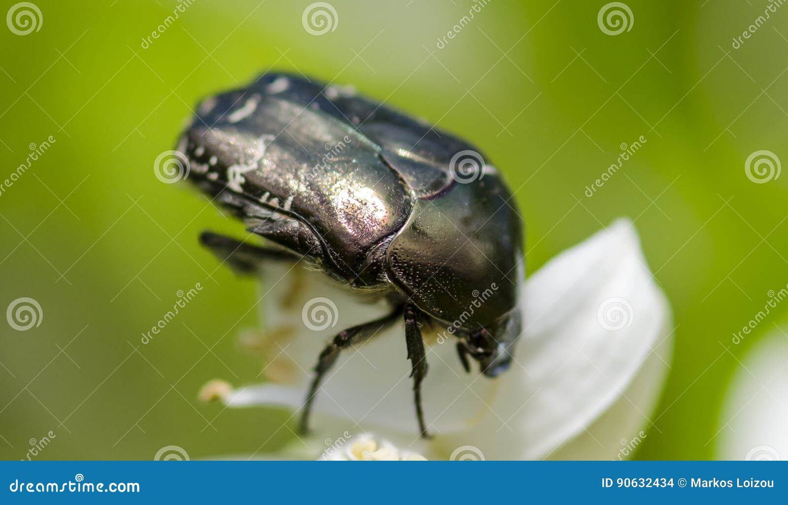 Colourful Beetle Feeding on a Flower Stock Photo - Image of tree ...
