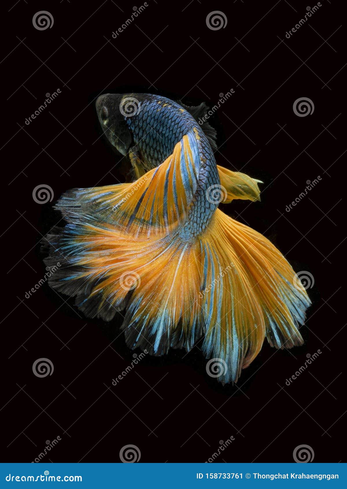 Colourful Beta fish, stock image. Image of fighting - 158733761