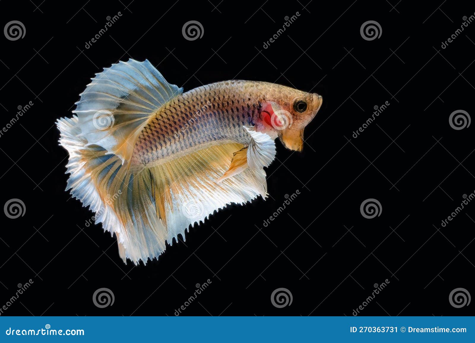 Colourful Betta Fish Isolated on Black Background Stock Image - Image ... Colourful Betta Fish Isolated on Black Background Stock Image - Image ...