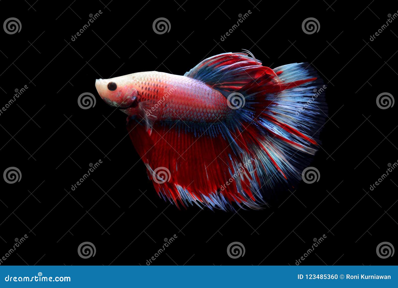 Colourful Betta Fish,Siamese Fighting Fish Royalty-Free Stock ...
