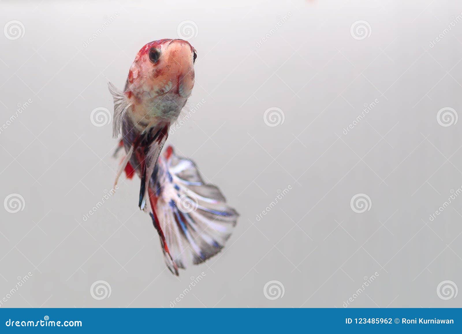 Colourful Betta Fish,Siamese Fighting Fish Royalty-Free Stock ...
