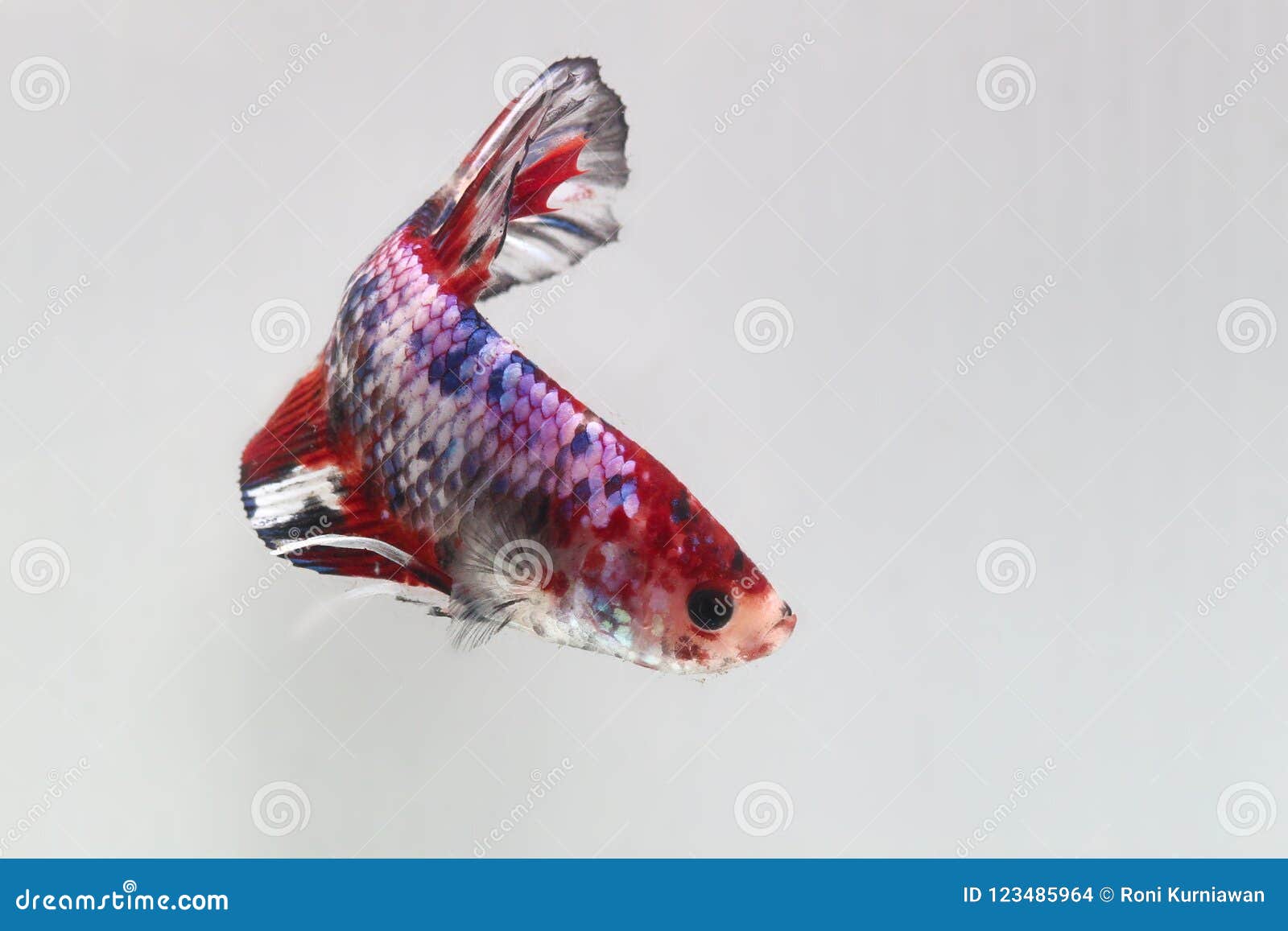 Colourful Betta Fish,Siamese Fighting Fish Stock Photo - Image of betta ... Colourful Betta Fish,Siamese Fighting Fish Stock Photo - Image of betta ...