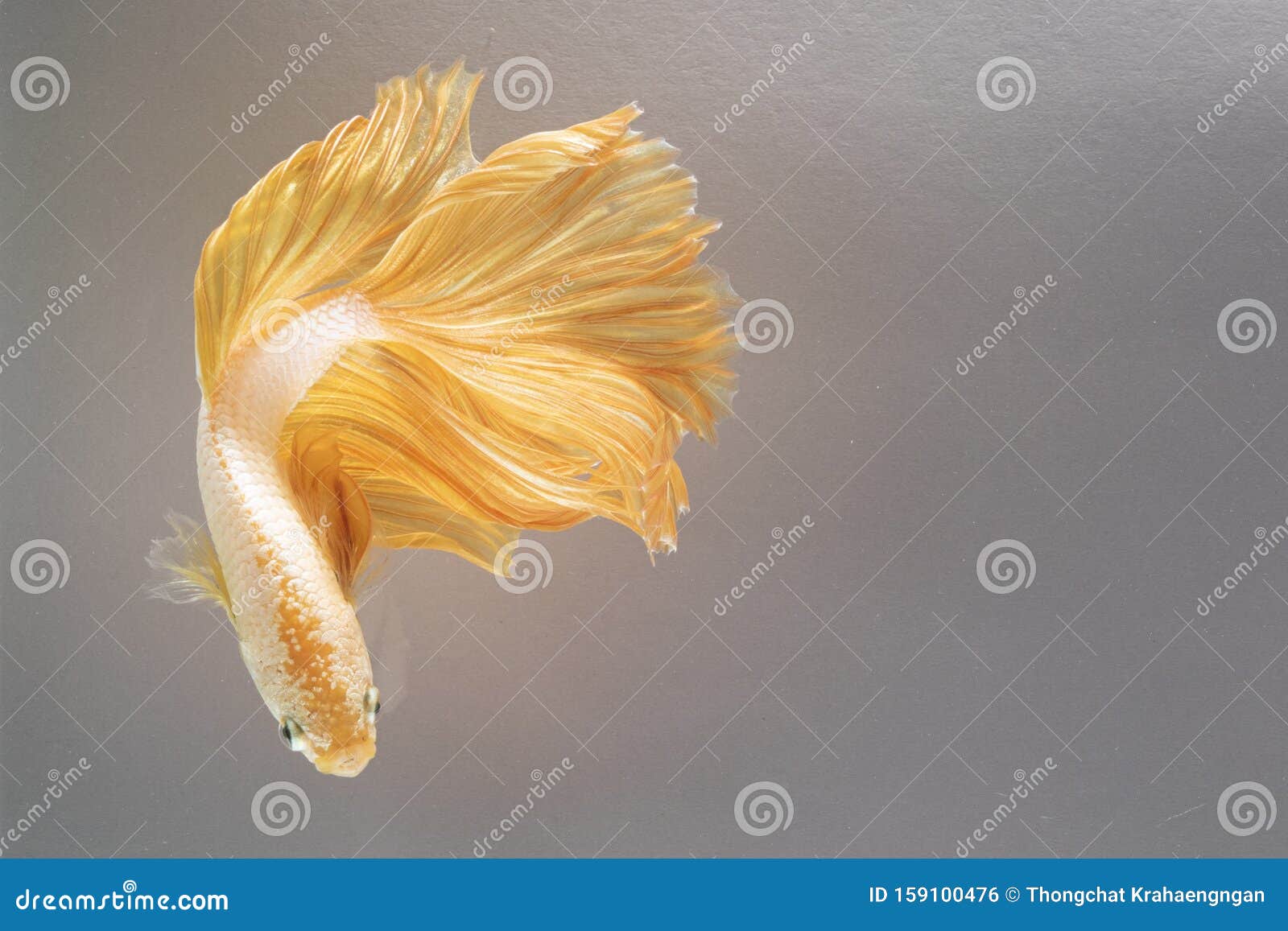 Colourful Betta Fish,Siamese Fighting Fish Stock Photo - Image of ... Colourful Betta Fish,Siamese Fighting Fish Stock Photo - Image of ...