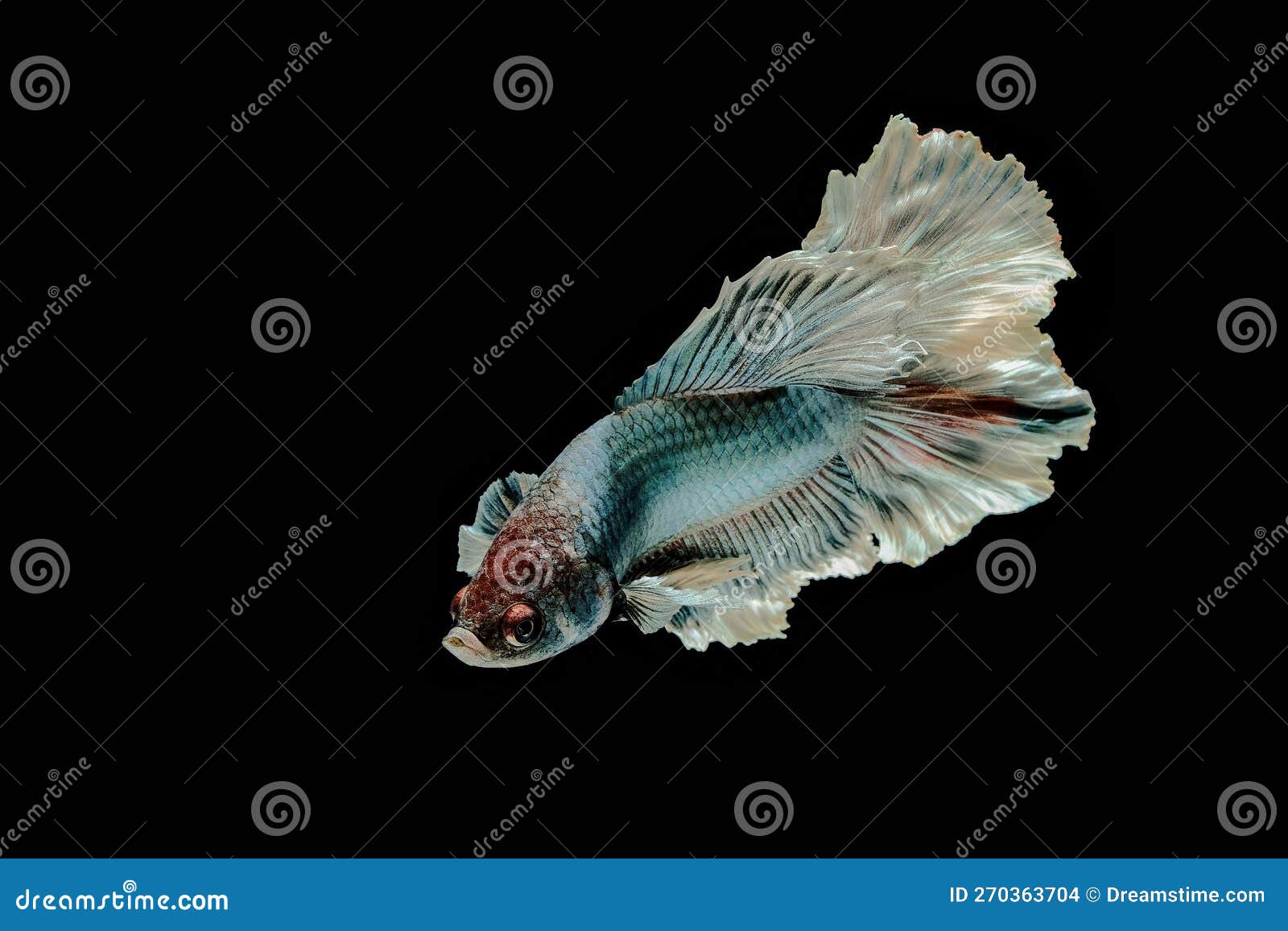 Colourful Betta Fish Isolated on Black Background Stock Photo - Image ... Colourful Betta Fish Isolated on Black Background Stock Photo - Image ...