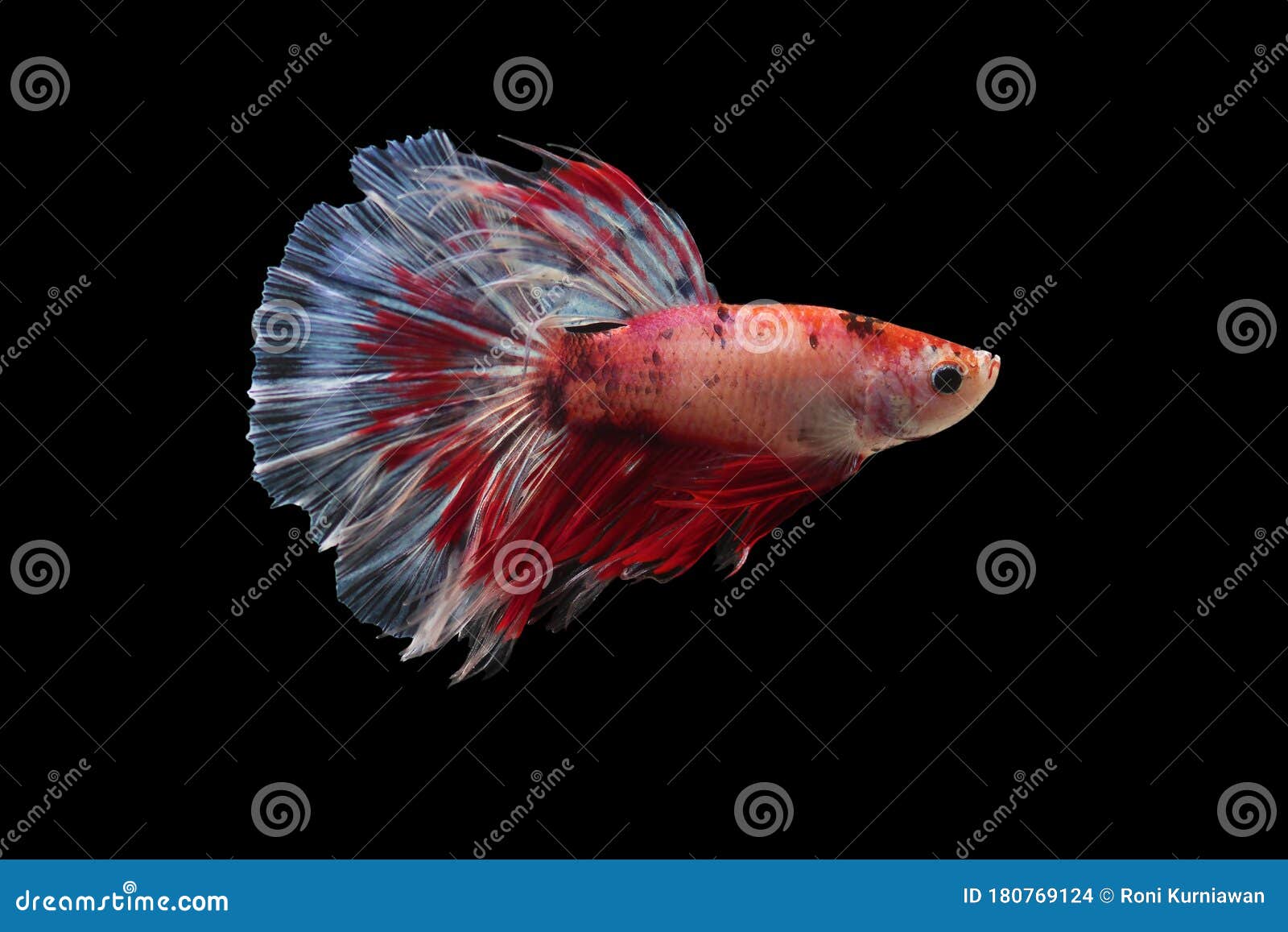 Colourful Betta Fish,Siamese Fighting Fish in Movement Isolated on ... Colourful Betta Fish,Siamese Fighting Fish in Movement Isolated on ...