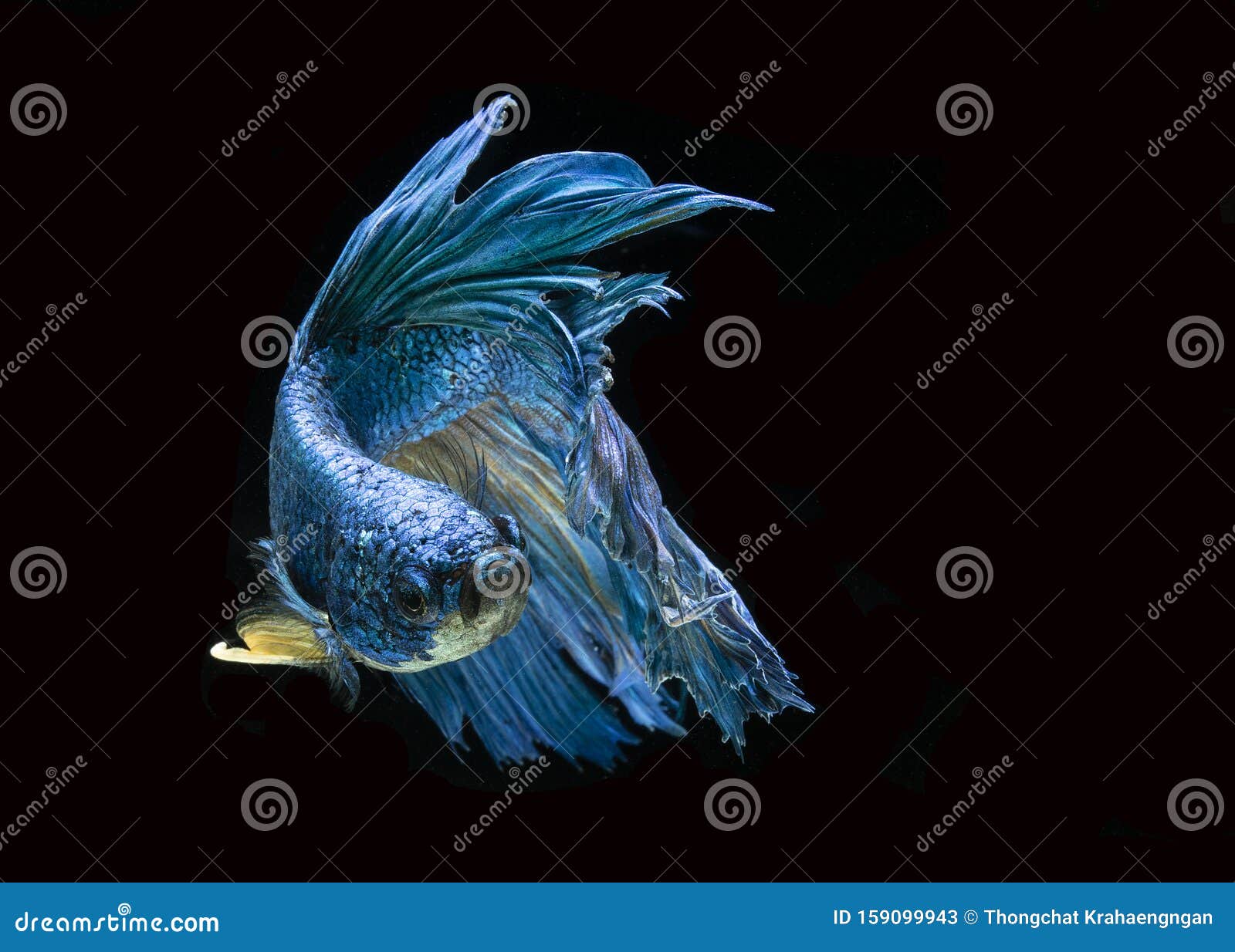 Colourful Betta Fish,Siamese Fighting Fish Royalty-Free Stock ...