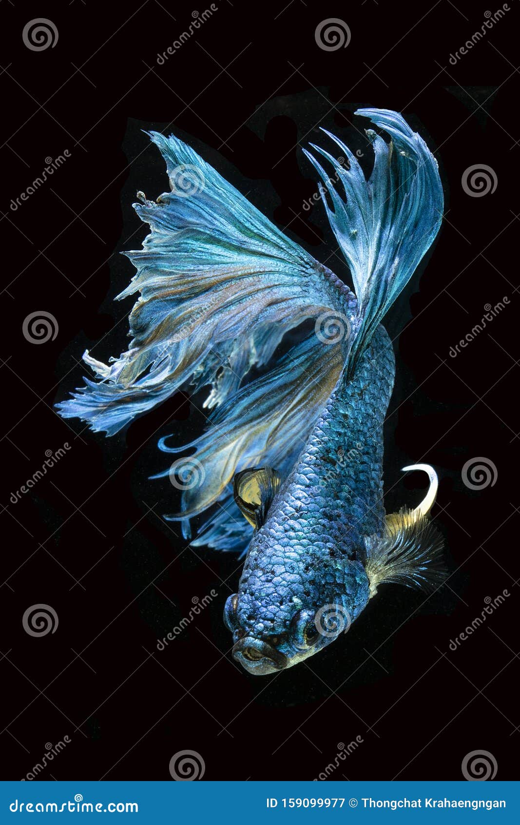 Colourful Betta Fish,Siamese Fighting Fish Royalty-Free Stock ...
