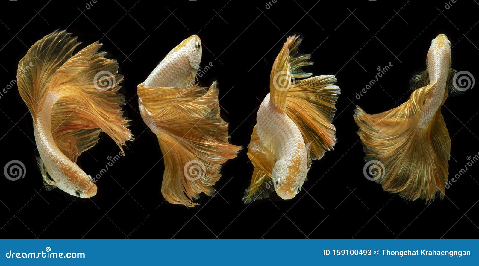 Colourful Betta Fish,Siamese Fighting Fish Royalty-Free Stock ...