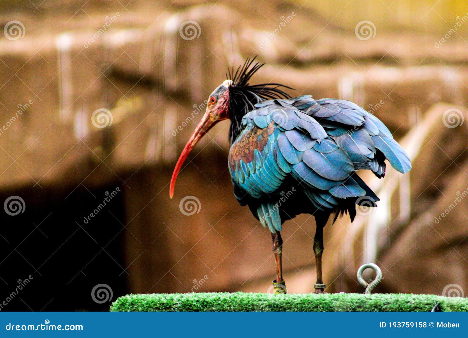 Colourful Bird in London Zoo Stock Photo - Image of colourful, animal ...