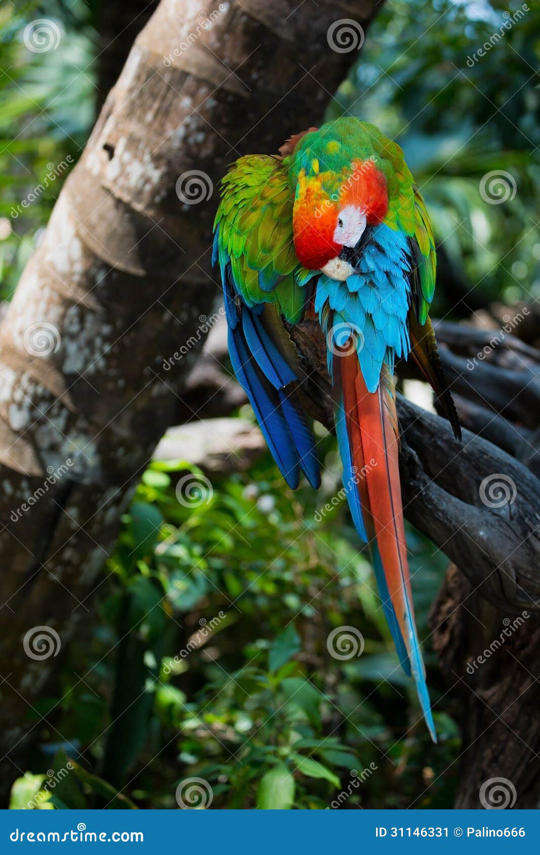 Colourful bird stock image. Image of wildlife, nature - 31146331