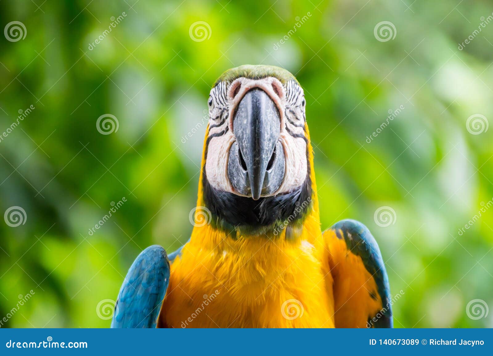 Colourful Blue & Yellow Parrot Staring Forward Stock Image - Image of ...