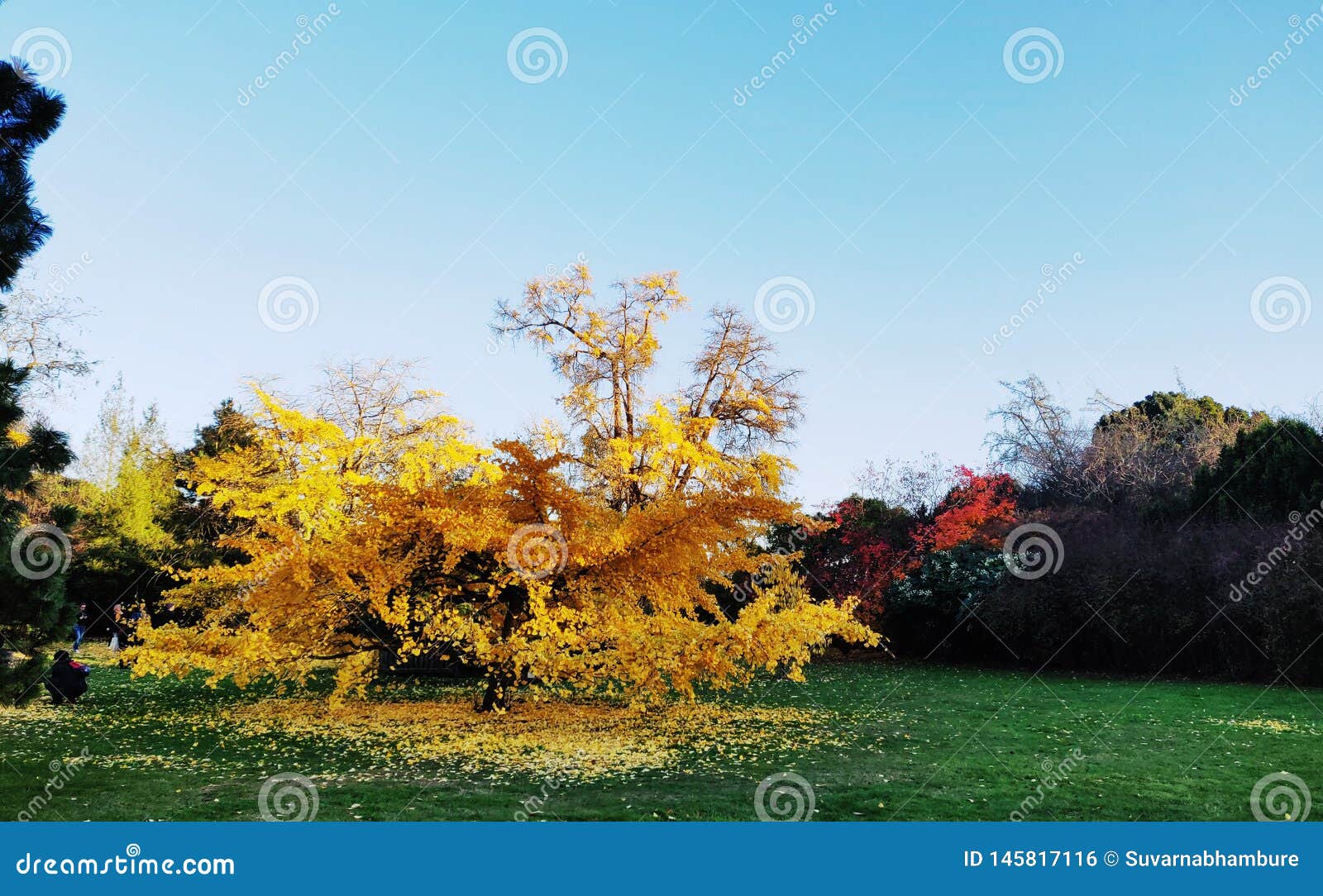 A Colourful and Bright Yellow Tree Stock Photo - Image of orange, tree ...