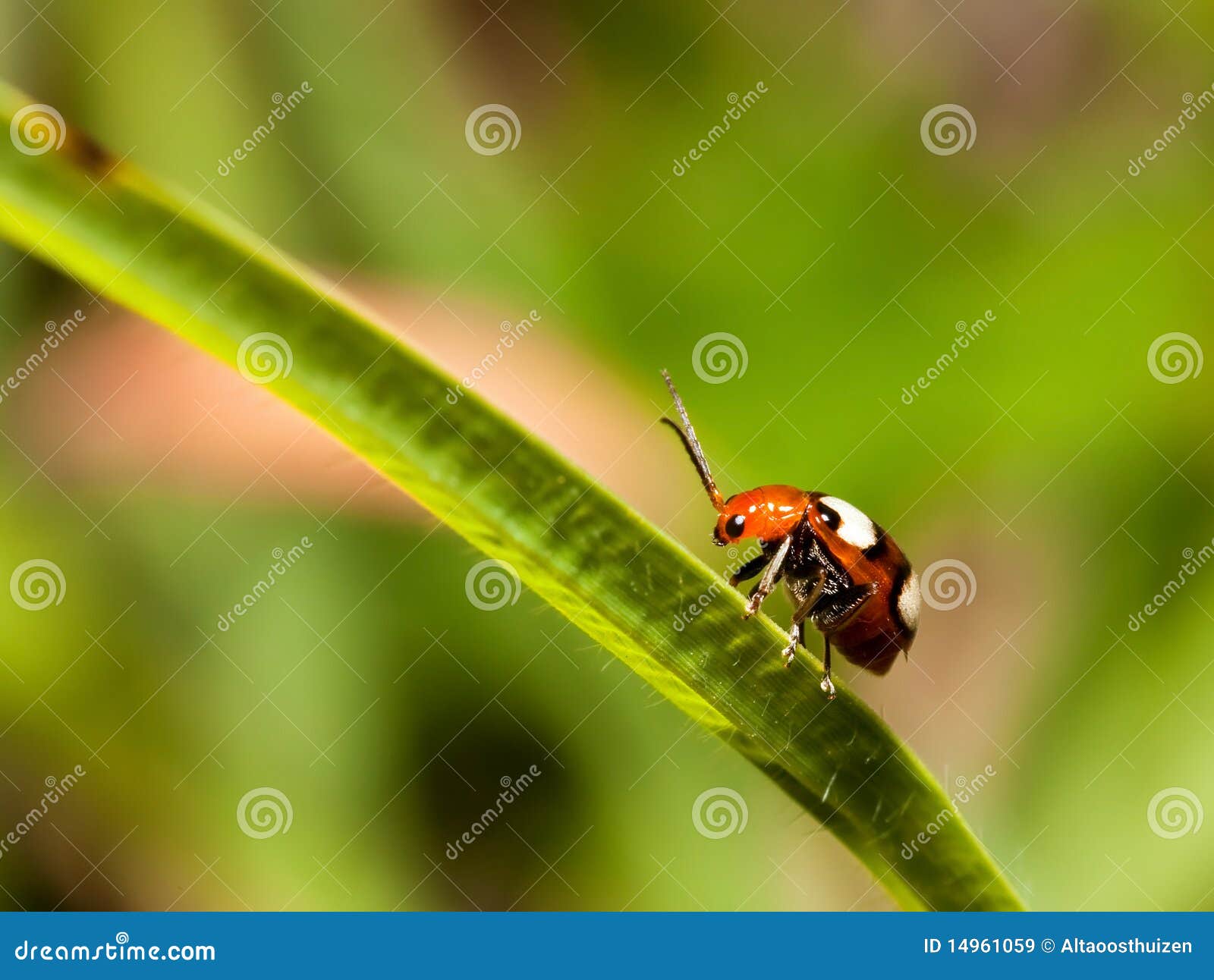 Colourful Bug on a Long Green Grass Stock Image - Image of close, grass ...