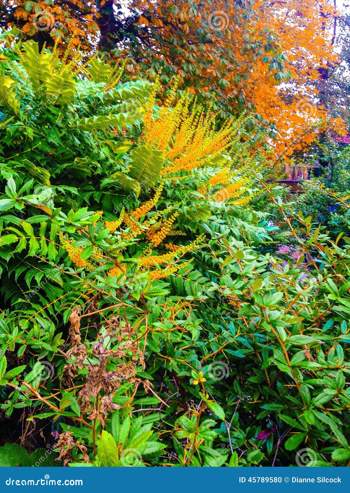 Colourful bush stock photo. Image of colourful, bush - 45789580