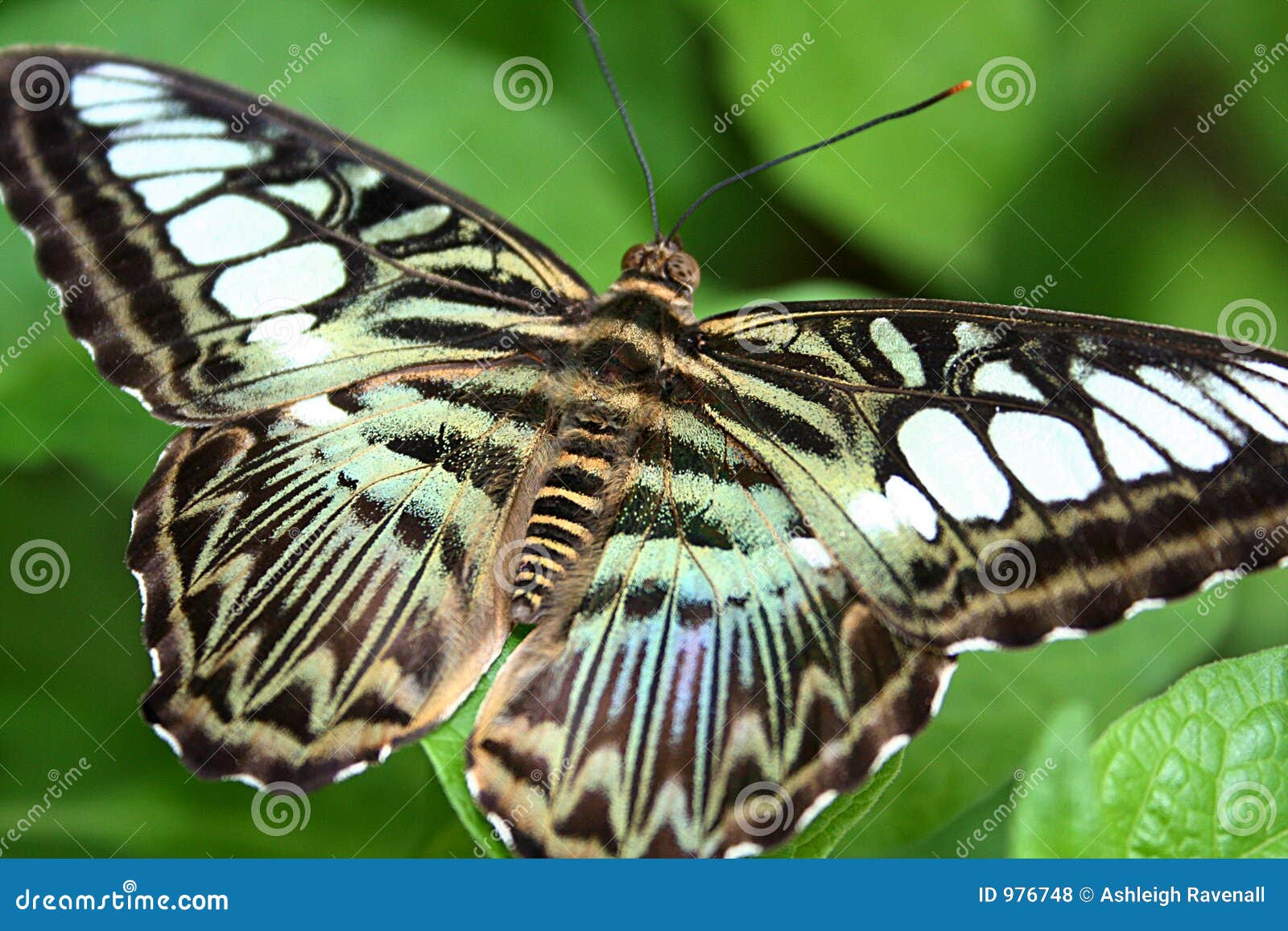 Colourful Butterfly stock photo. Image of garden, macro - 976748