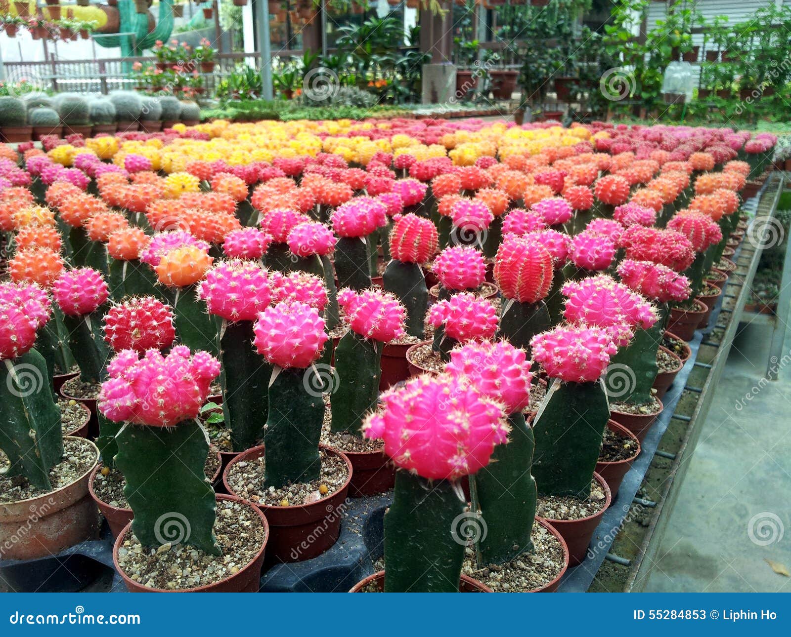 Colourful Cactus stock image. Image of cactus, beautiful - 55284853