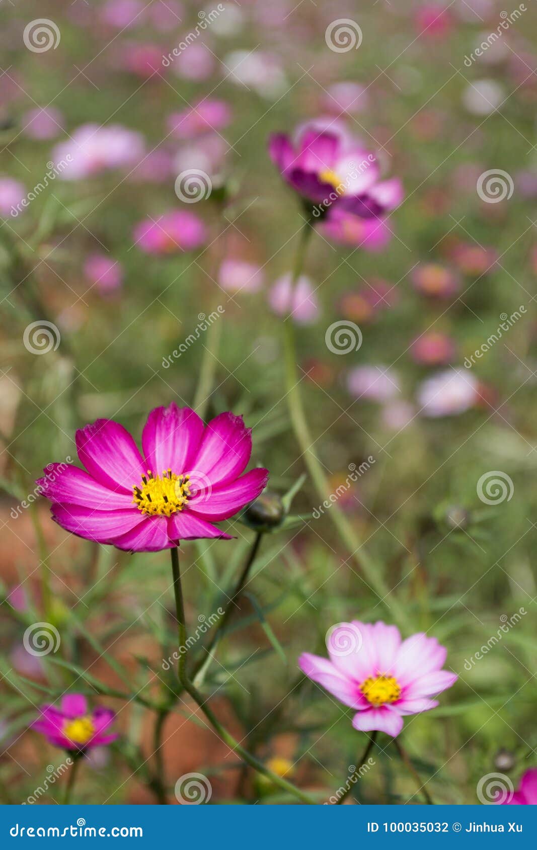 Colourful Calliopsis Flower Blooming Stock Photo - Image of beauty ...