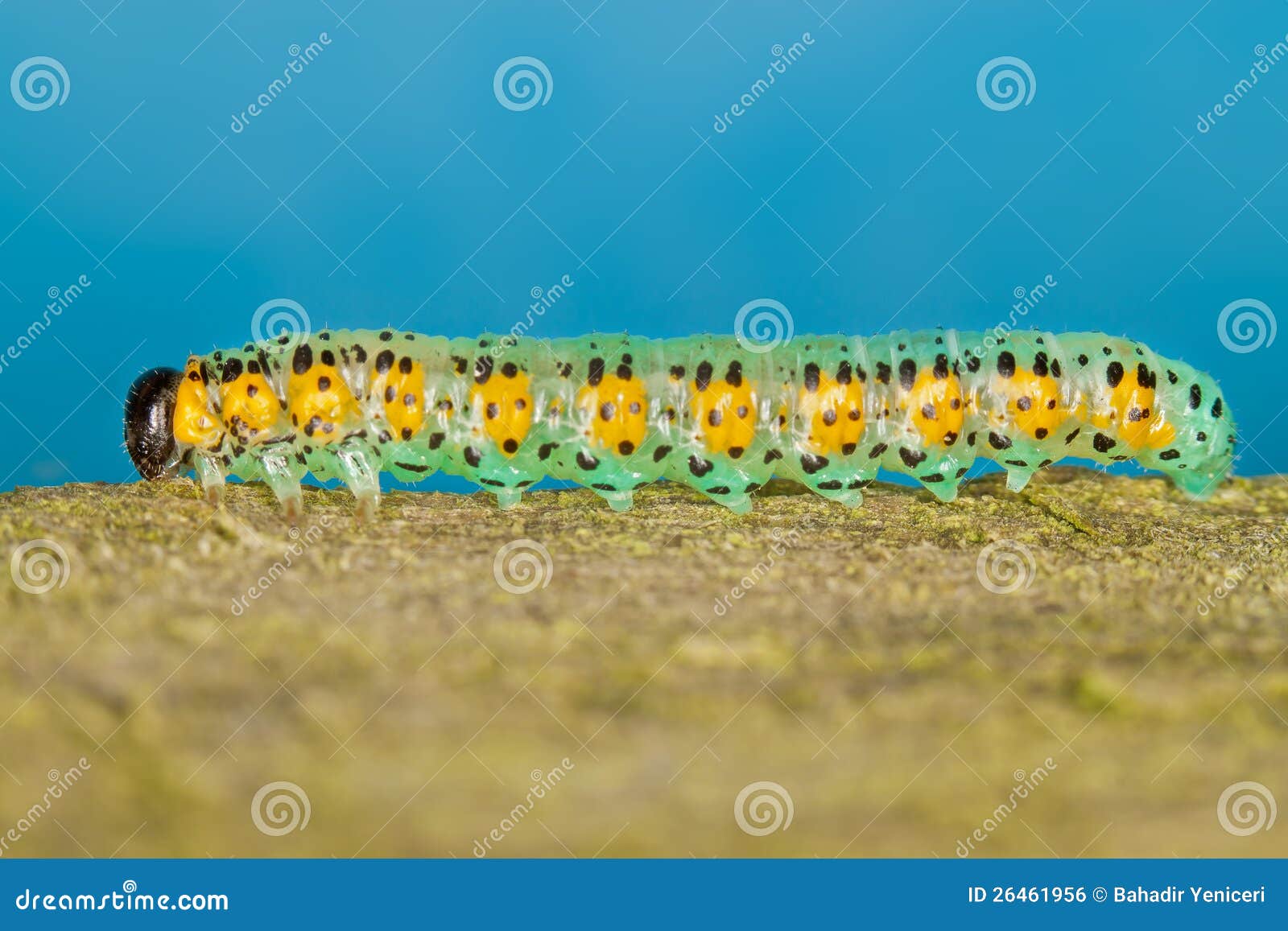 Colourful Caterpillar stock photo. Image of jungle, forest - 26461956