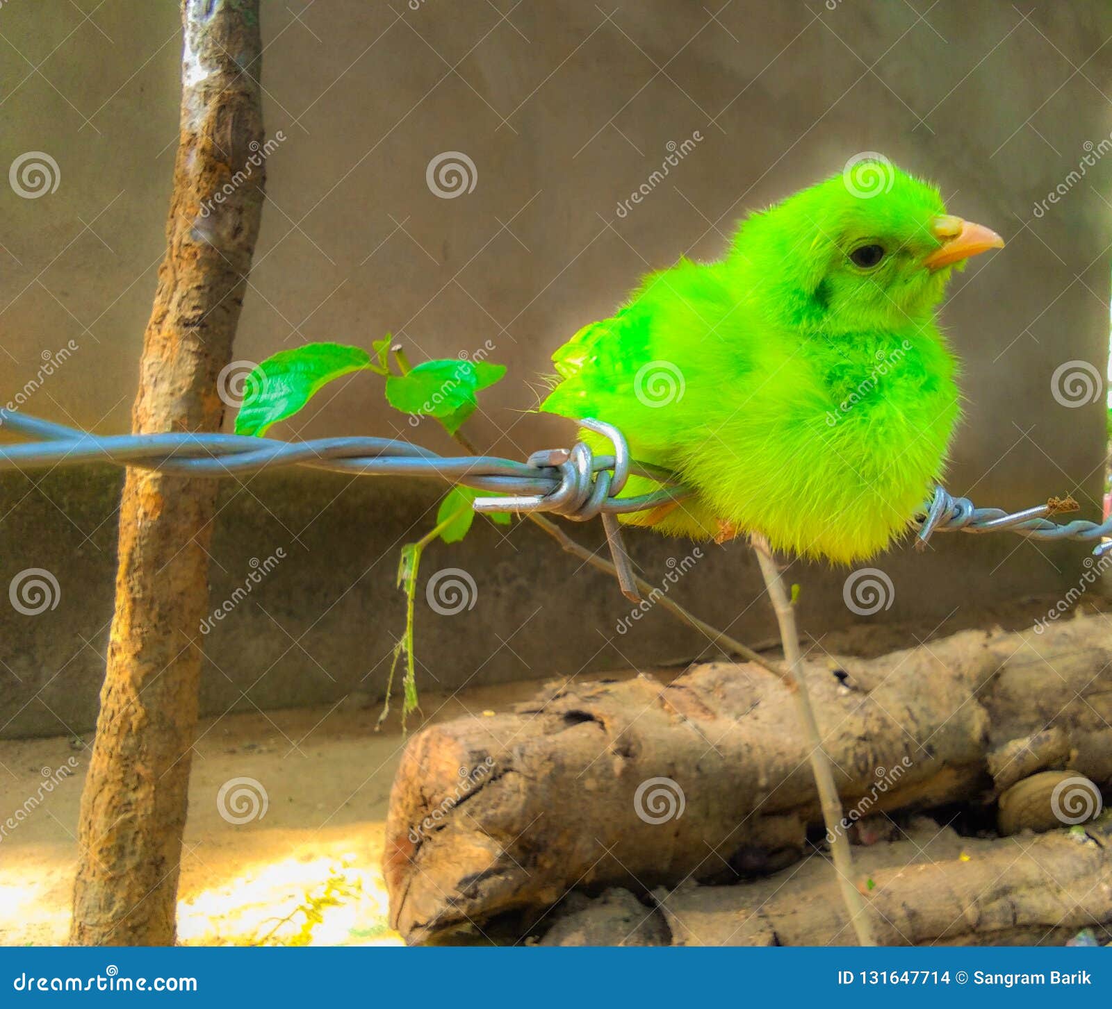 Colourful chick stock photo. Image of chicks, beautiful - 131647714