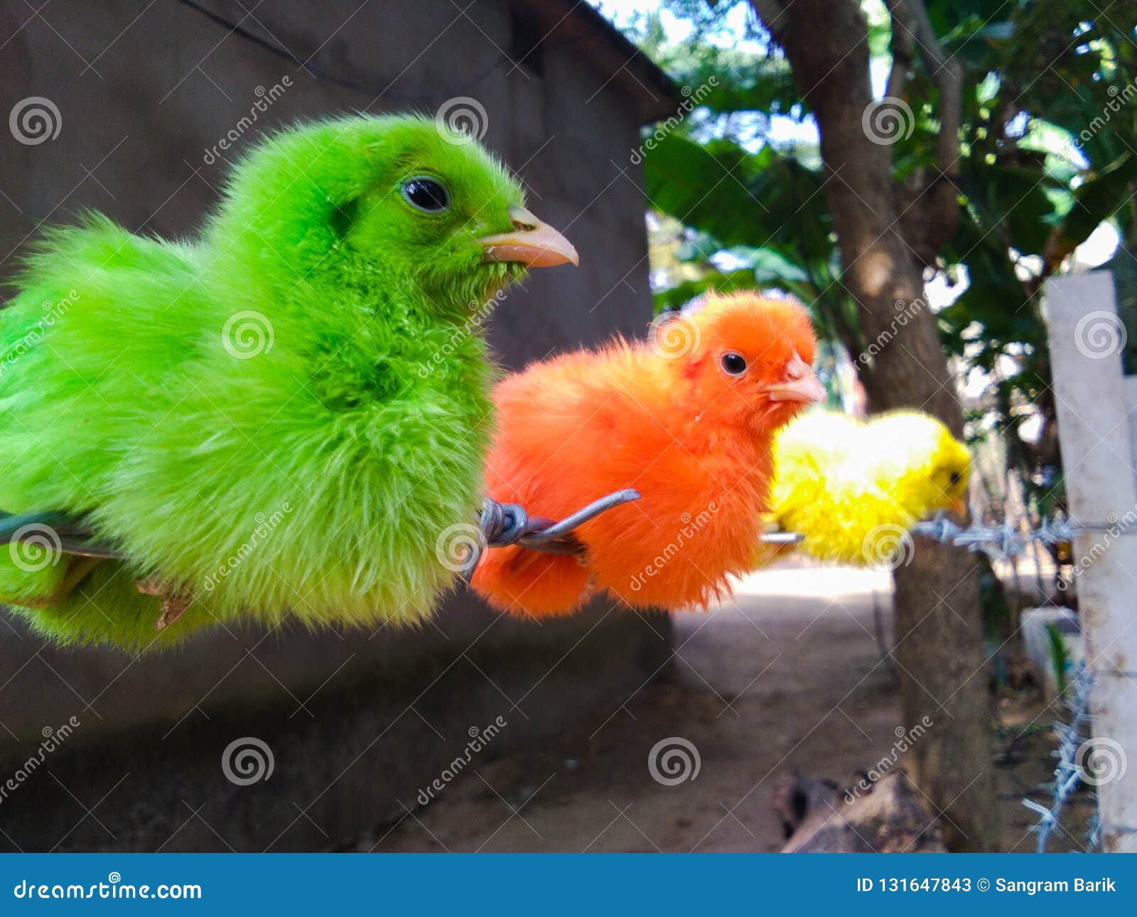 Colourful chick stock image. Image of chicks, beautiful - 131647843