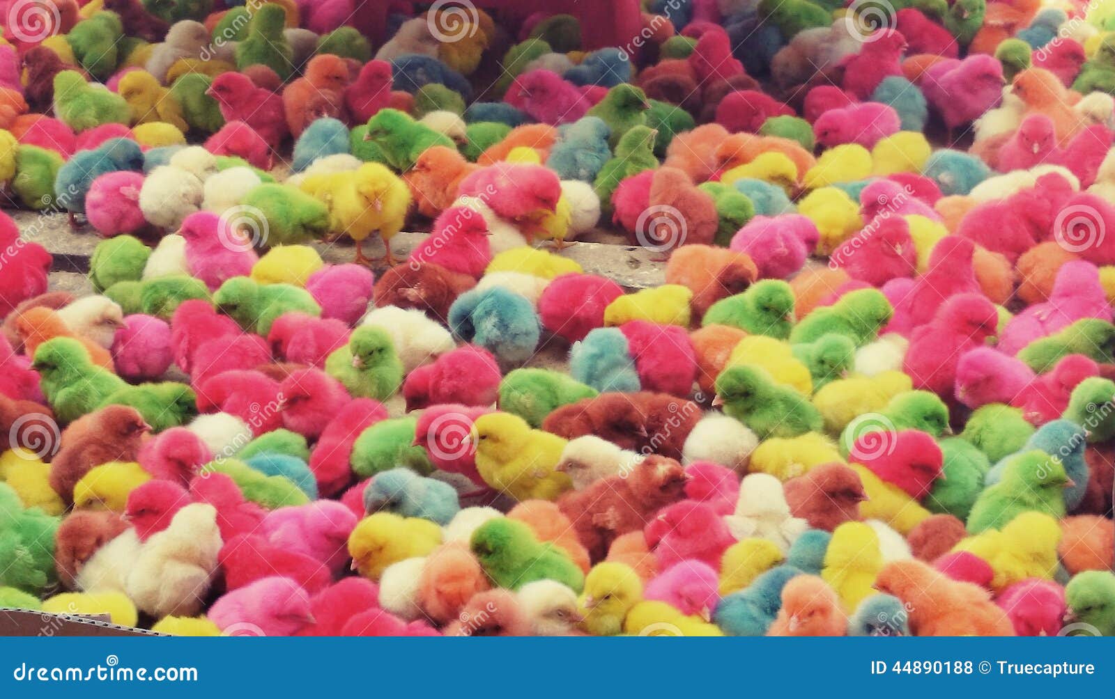 Colourful chicks stock photo. Image of colorful, cute - 44890188