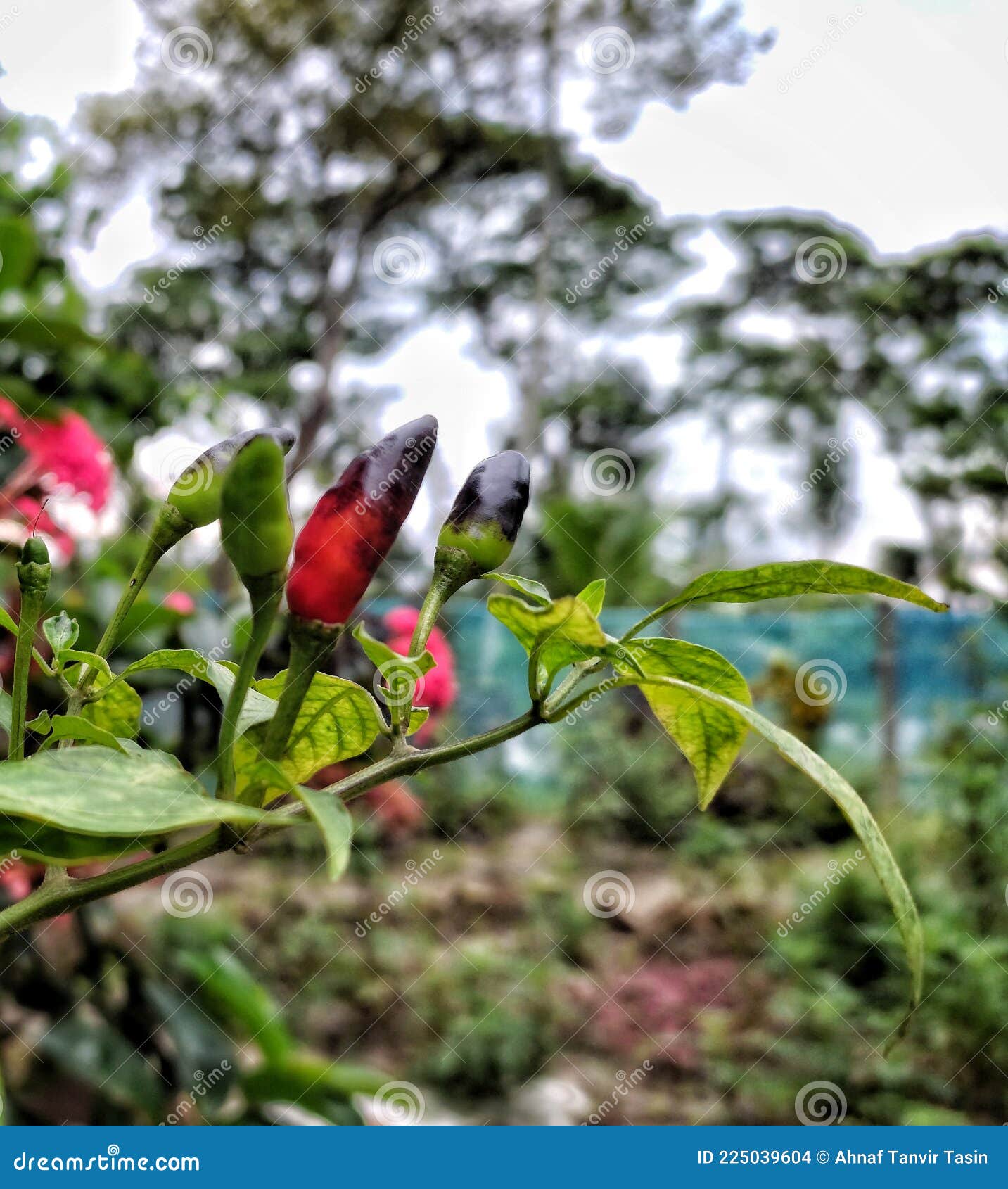 Colourful Chilli Paper in a Tree Stock Photo - Image of tree, chilli ...