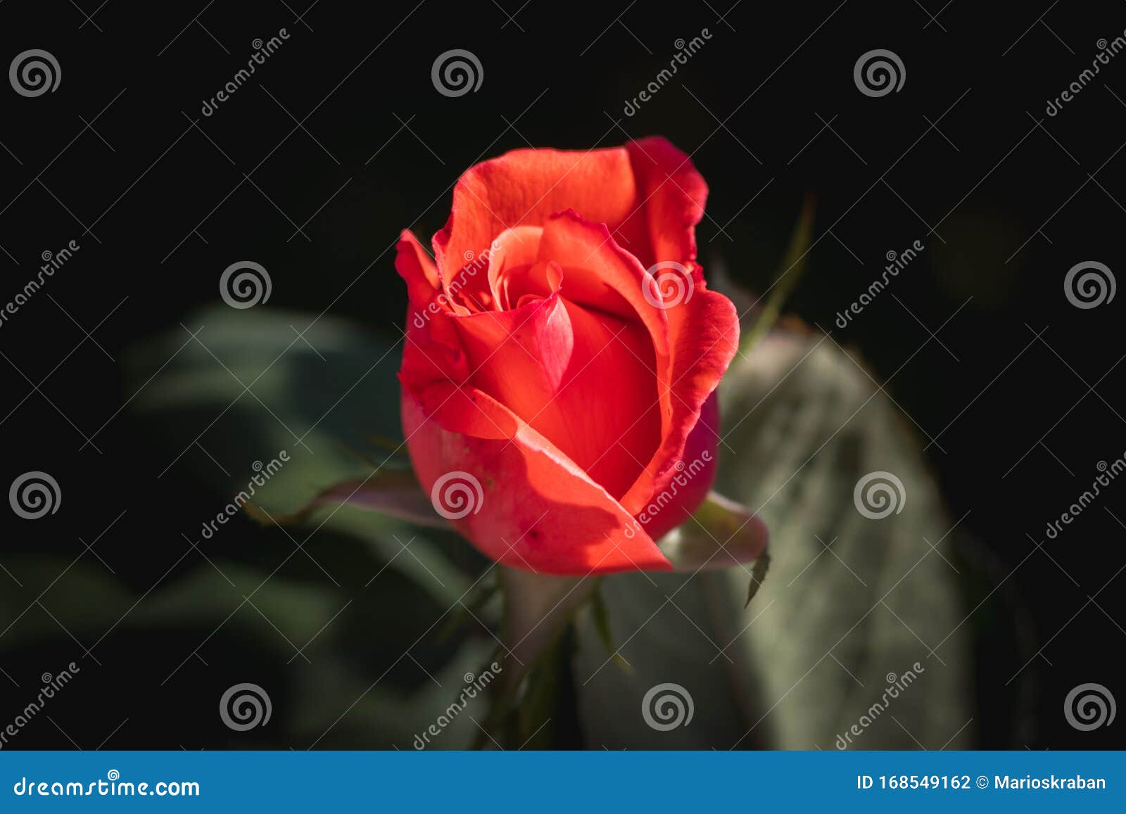 Red rose head closeup stock photo. Image of colourful - 168549162