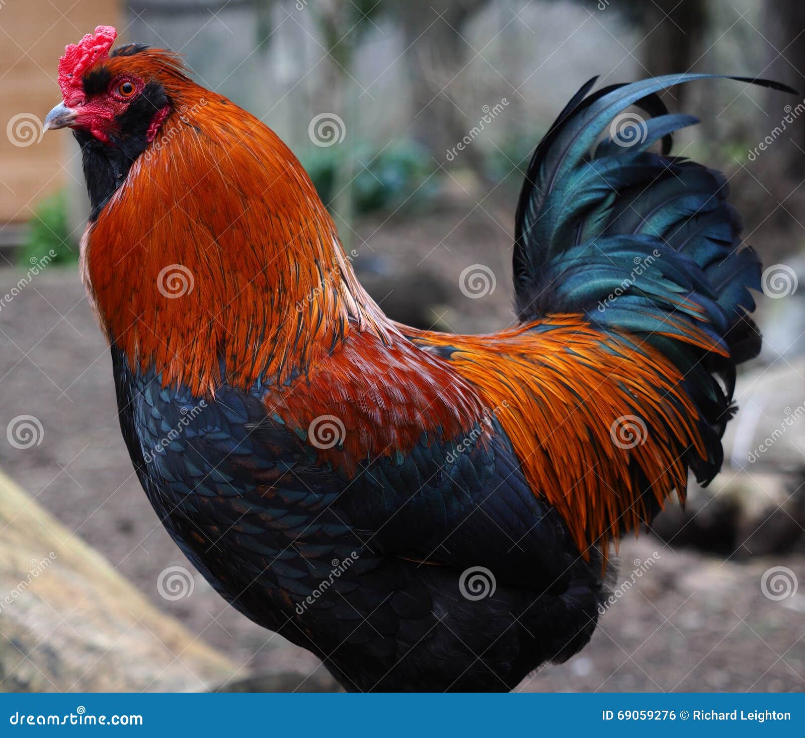 Colourful cockerel stock photo. Image of blue, rooster - 69059276