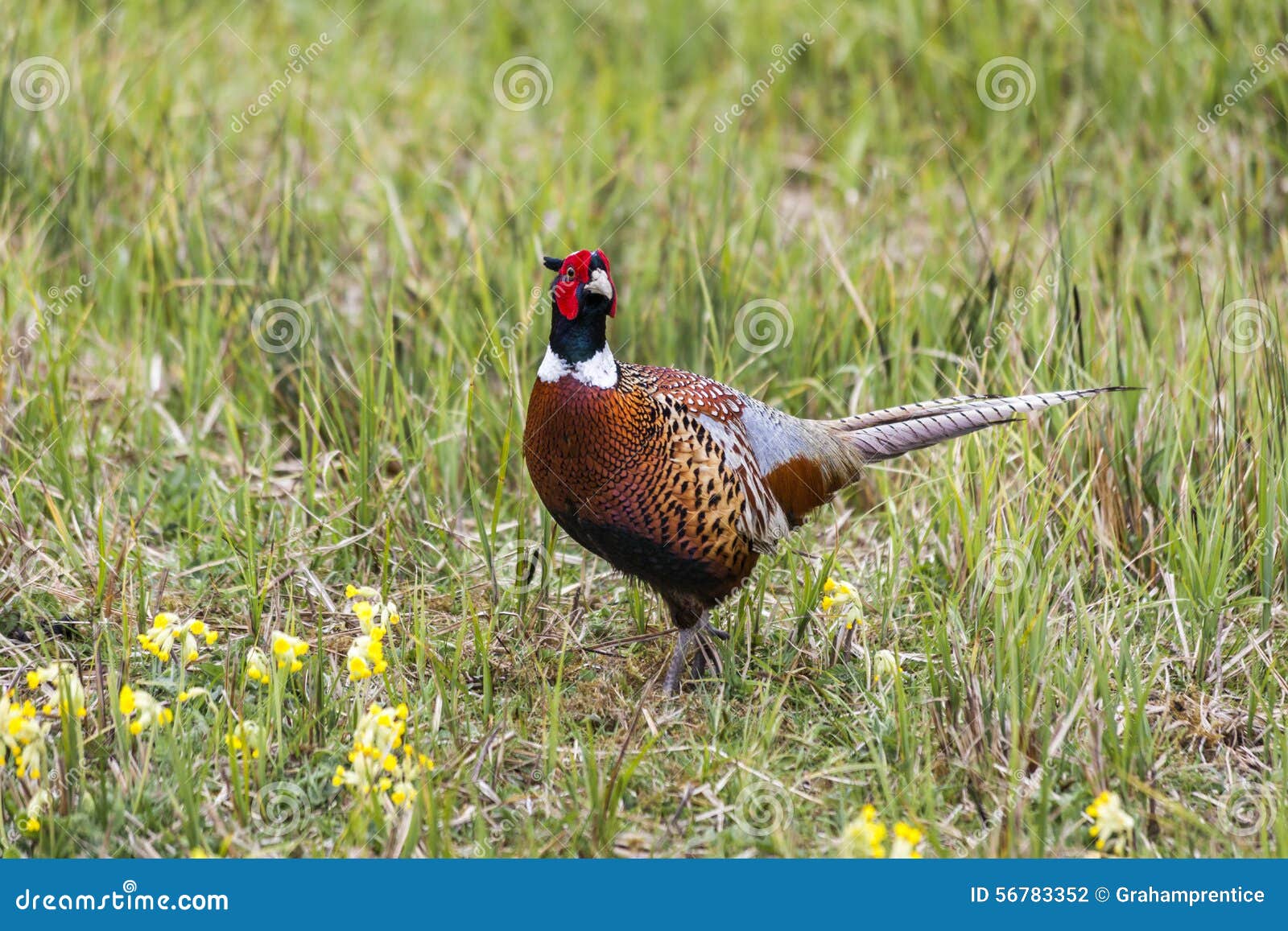 Colourful Common Pheasant (Phasianus Colchicus Stock Photo - Image of ...