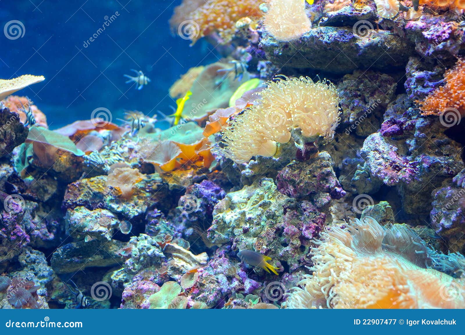 Shy Colourful Coral Grouper Peeking Hiding And Peeking Out From Crevice ...