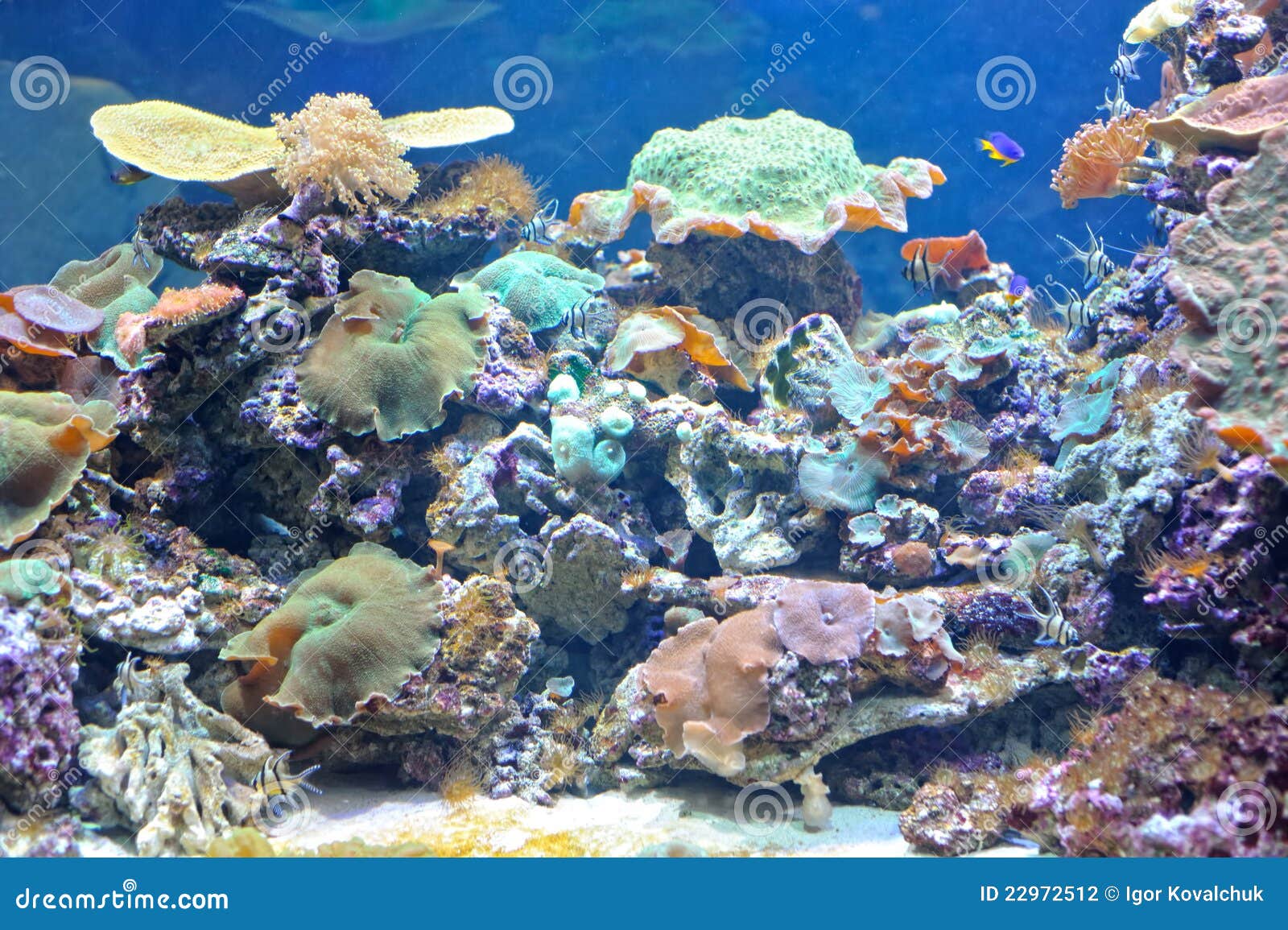 Shy Colourful Coral Grouper Peeking Hiding And Peeking Out From Crevice ...